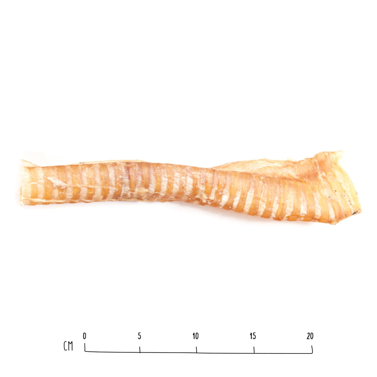 Beef Trachea – KIN DOG GOODS
